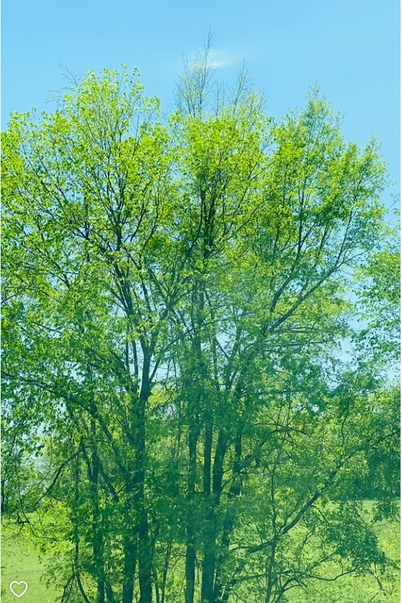 Inspired by Nature - Sewfeet